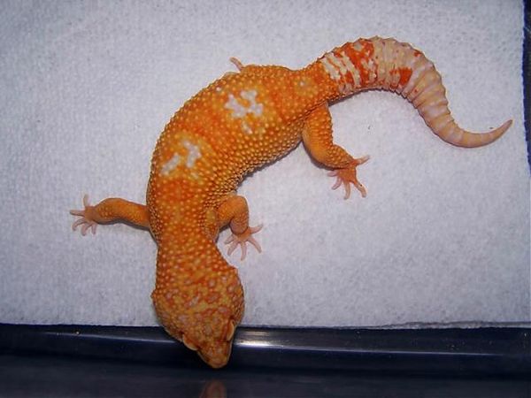 Tangelo - Leopard Gecko Wiki