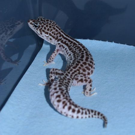 Super Snow - Leopard Gecko Wiki