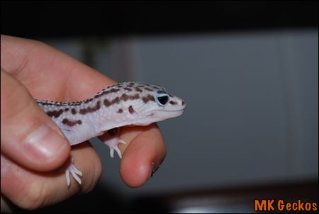Super Snow - Leopard Gecko Wiki
