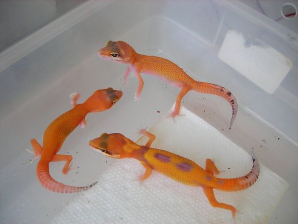 Patternless Stripe - Leopard Gecko Wiki
