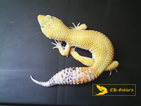 Super Hypo - Leopard Gecko Wiki