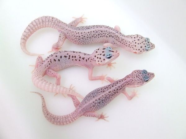 Super Snow Enigma - Leopard Gecko Wiki