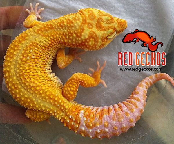 APTOR - Leopard Gecko Wiki