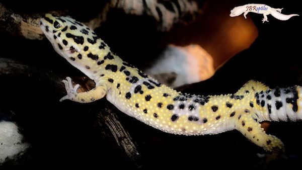 High Yellow - Leopard Gecko Wiki