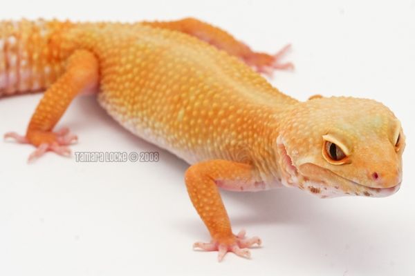 Hybino - Leopard Gecko Wiki