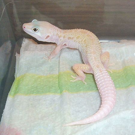 Mack Snow Patternless - Leopard Gecko Wiki