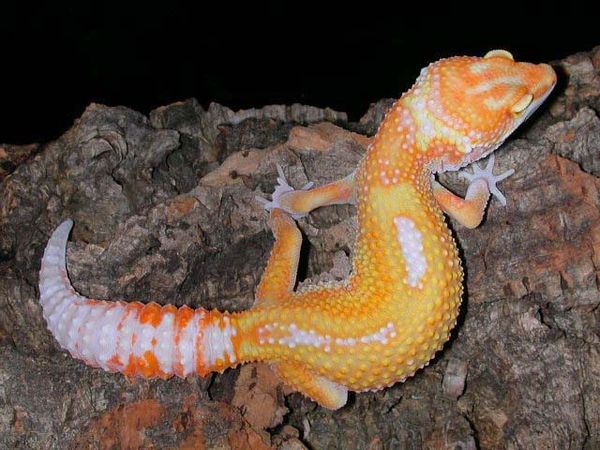 Hyglo - Leopard Gecko Wiki