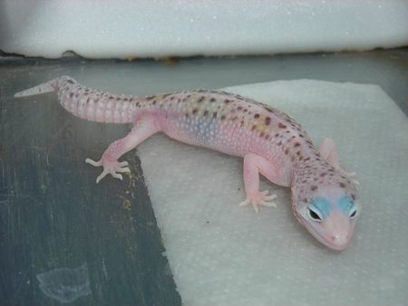 Eclipse - Leopard Gecko Wiki