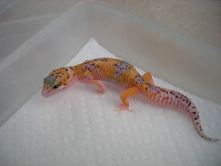 Eclipse - Leopard Gecko Wiki